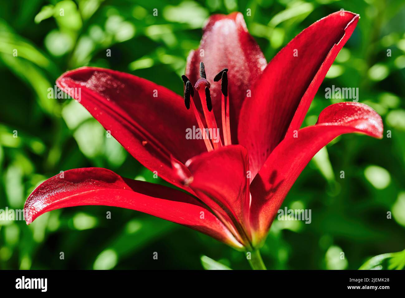 Close-up from the blossom of a red lily (Lilium Bulbiferum Stock Photo ...