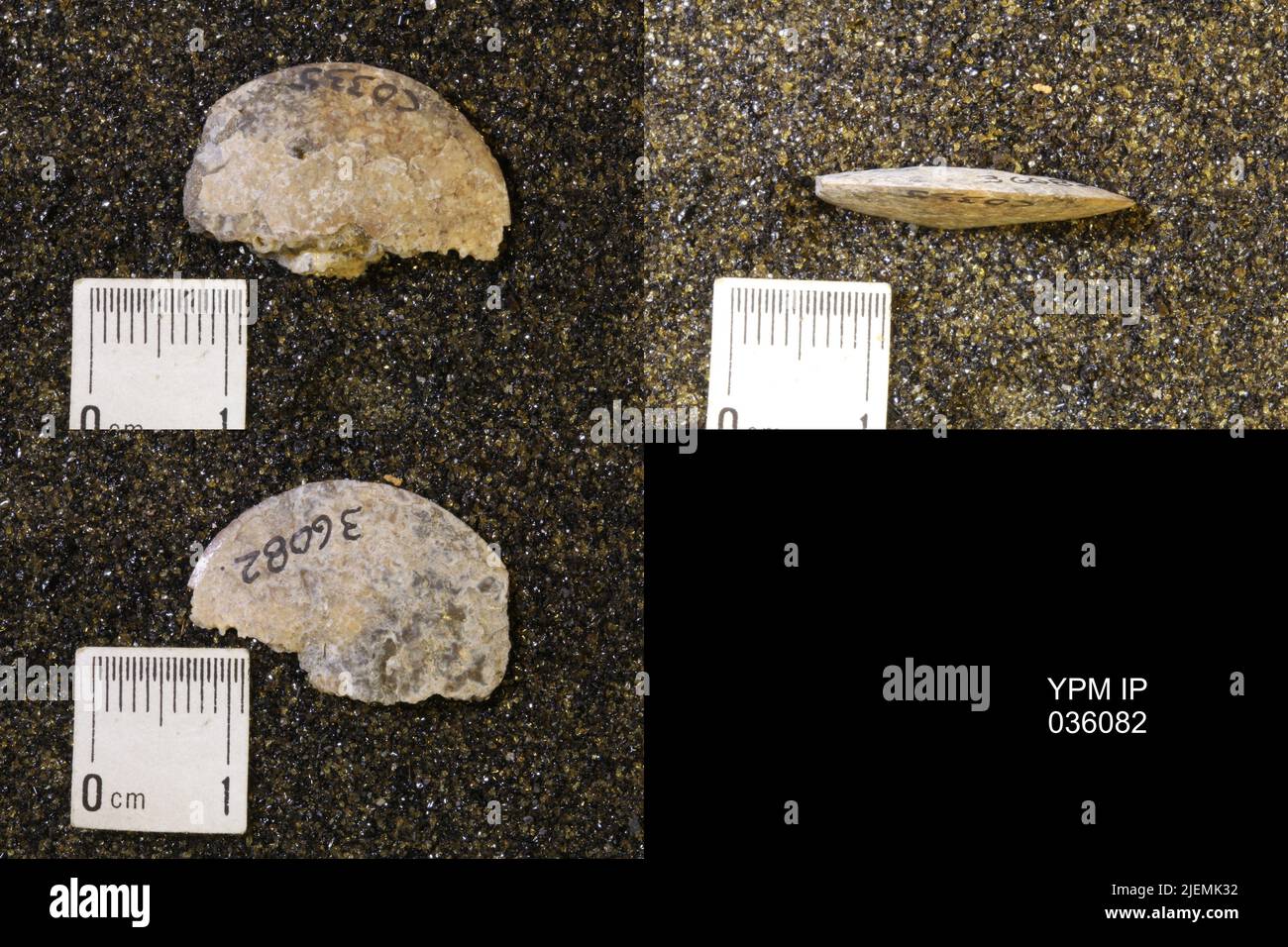 Sphenodiscus hi-res stock photography and images - Alamy