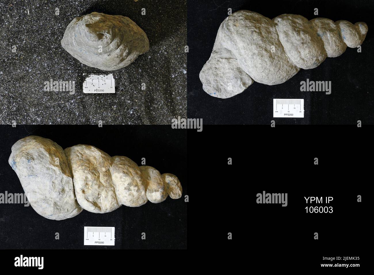 Hormotoma gigantea (Billings Stock Photo - Alamy