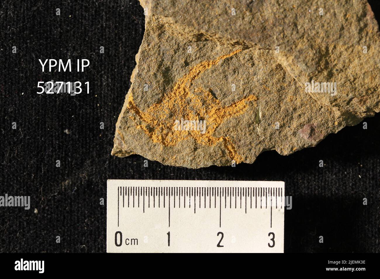 Ophiur hi-res stock photography and images - Alamy