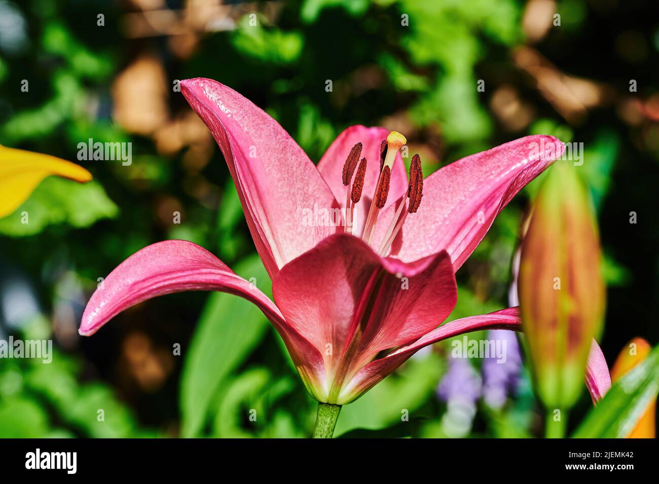Close-up from the blossom of a pink lily (Lilium Bulbiferum Stock Photo ...