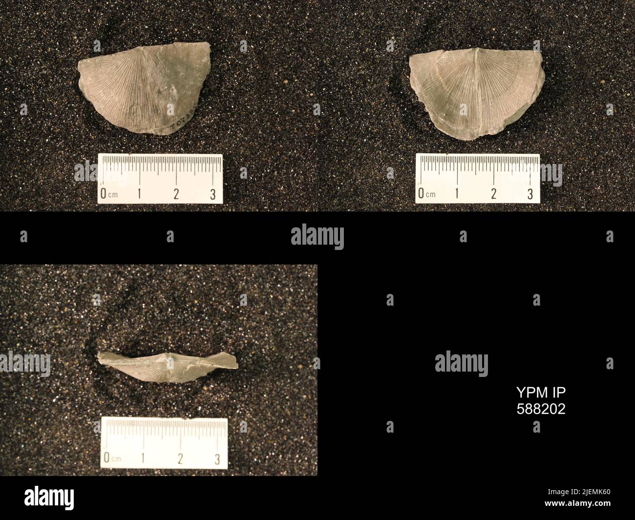 Streptorhynchus planoconvexa (Hall, 1847 Stock Photo - Alamy