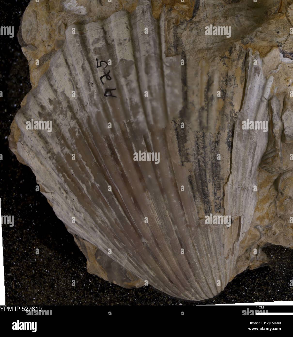 Pecten texana animalia hi-res stock photography and images - Alamy