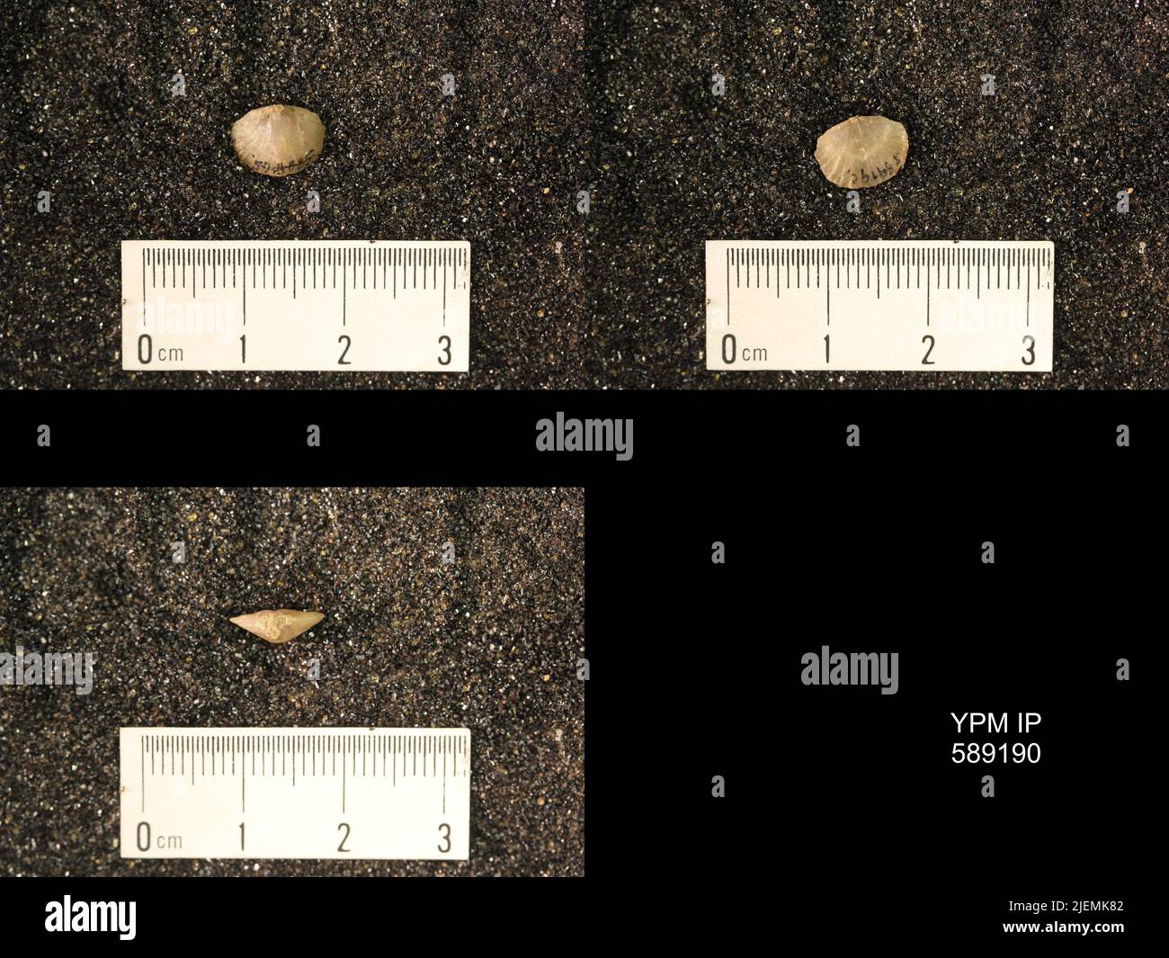 Dalmanella multisecta (Meek, 1873 Stock Photo - Alamy