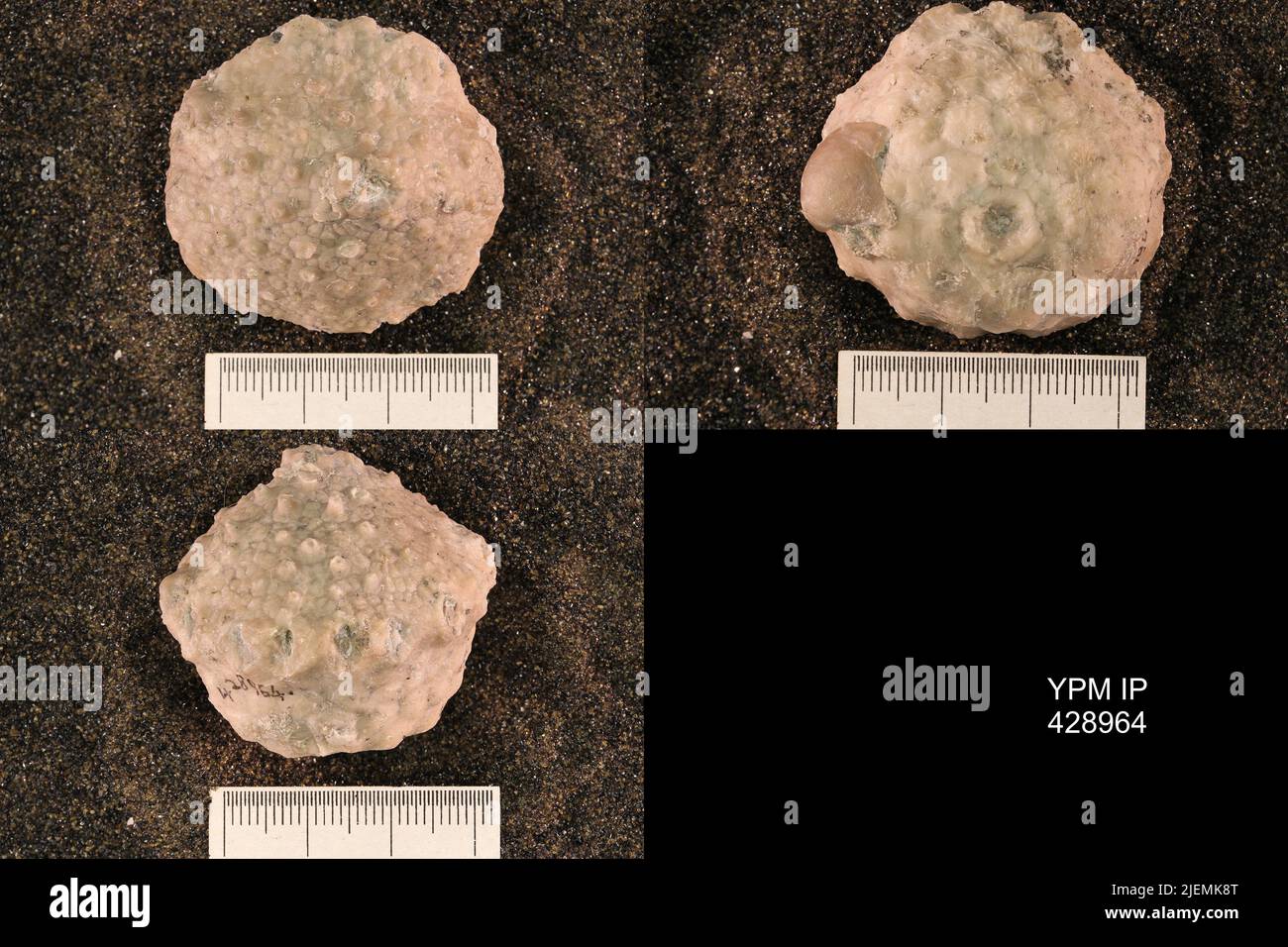 Megistocrinus regularis Wood, 1904 Stock Photo - Alamy