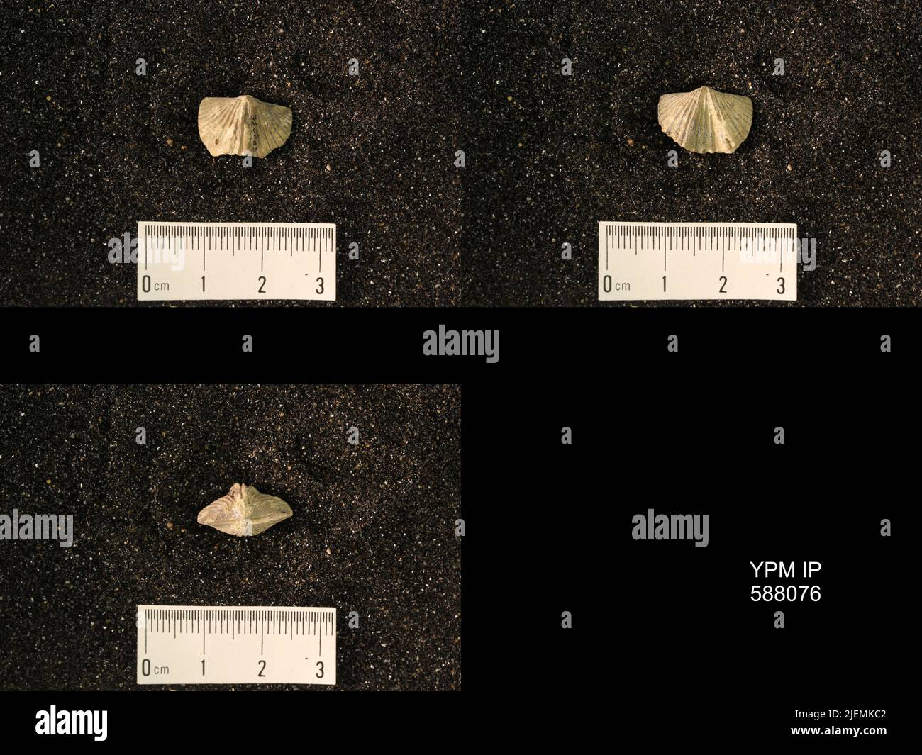 Laticostata hi-res stock photography and images - Alamy