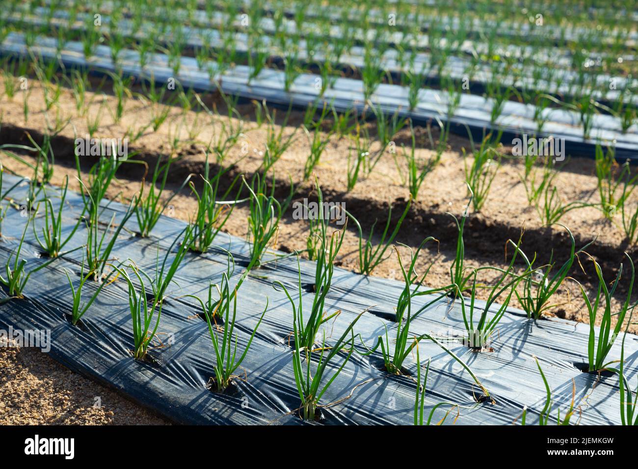 Field planted with scallions Stock Photo - Alamy
