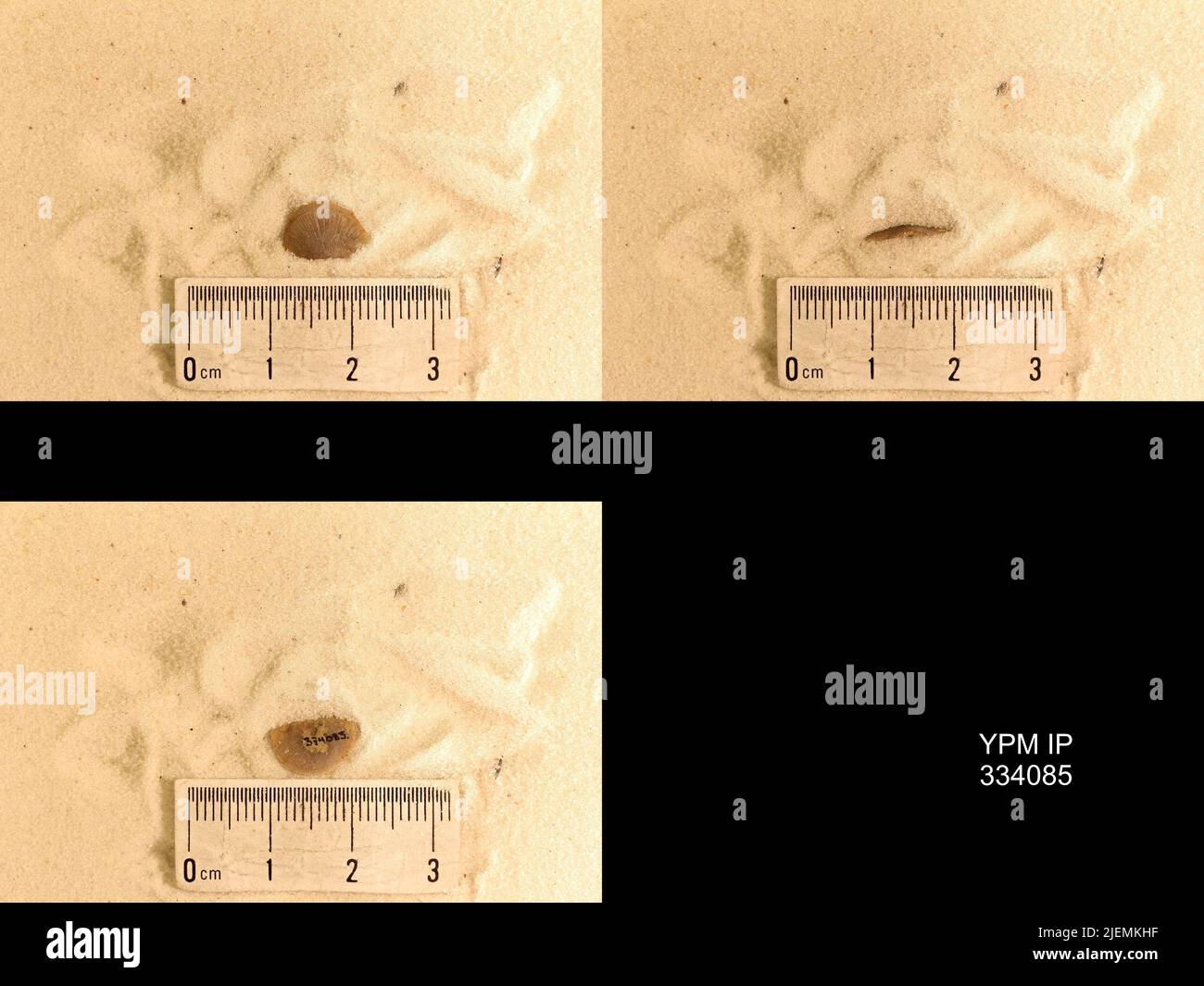 1874 animalia hi-res stock photography and images - Alamy