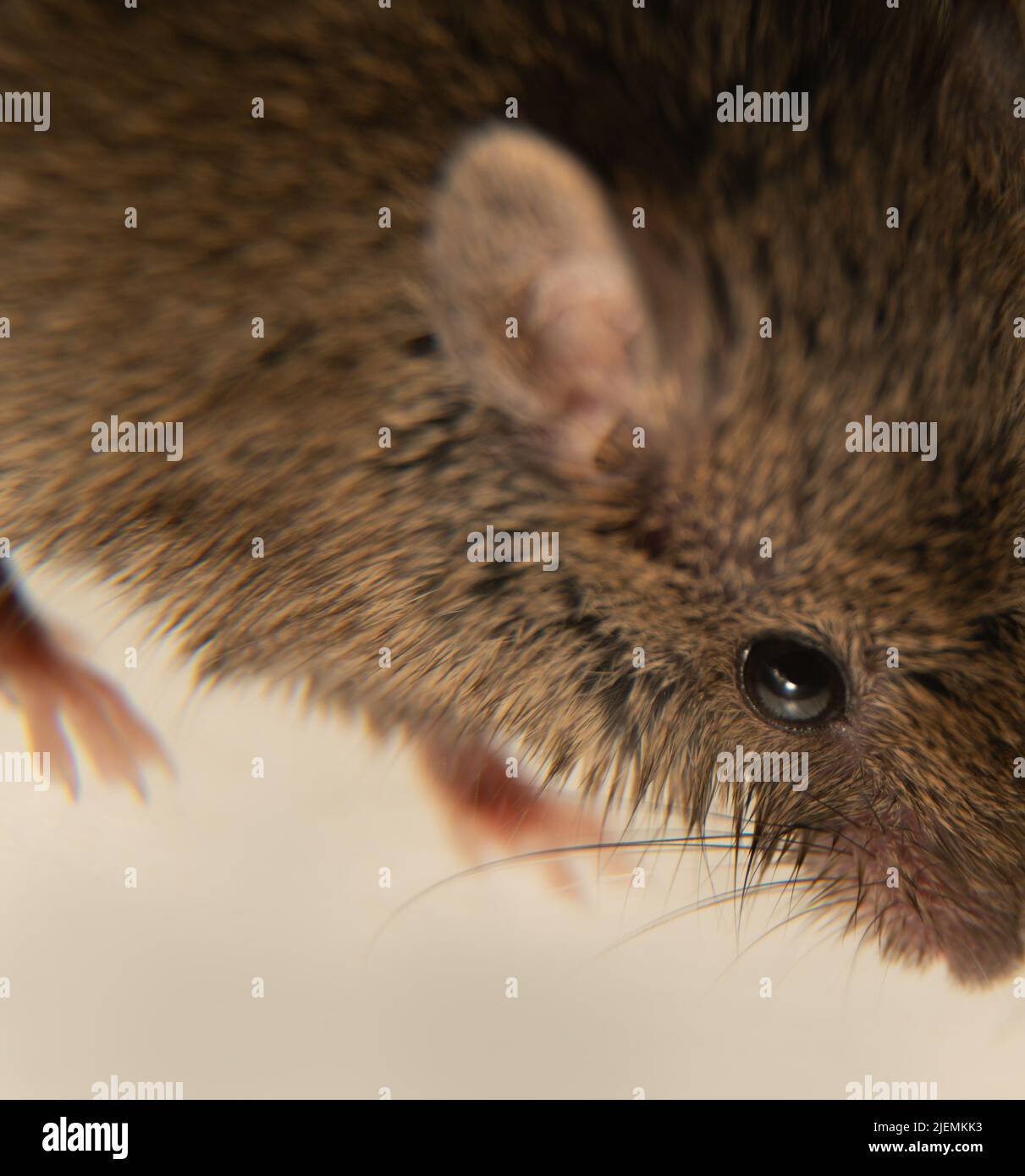 Swiss mice mus musculus hi-res stock photography and images - Alamy