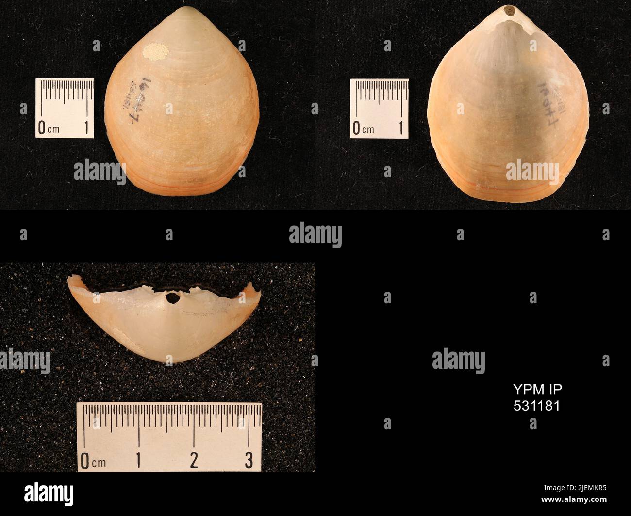 Laqueus hi-res stock photography and images - Alamy