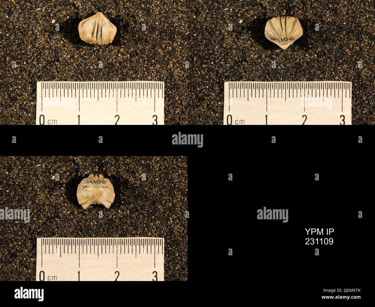 Wellerella truncata Dunbar & Condra Stock Photo - Alamy