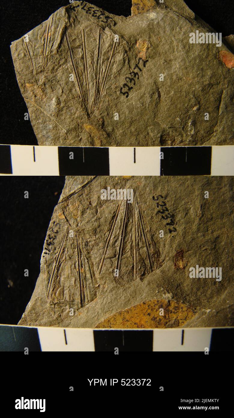 Fossil conulariids hi-res stock photography and images - Alamy