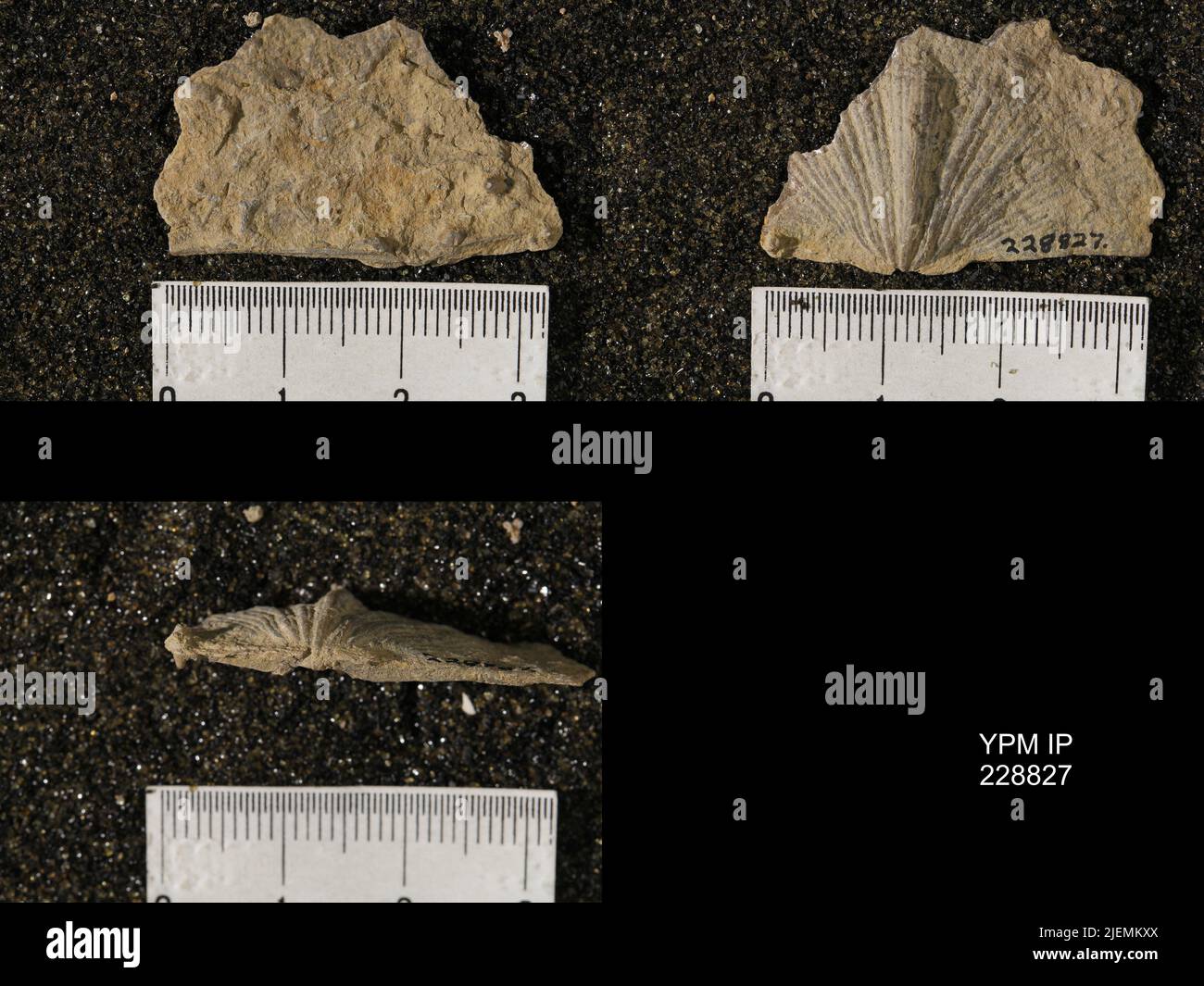 Neospirifer triplicatus Hall Stock Photo - Alamy