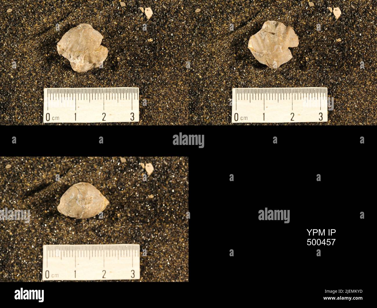 Enteletes plummeri king animalia hi-res stock photography and images ...