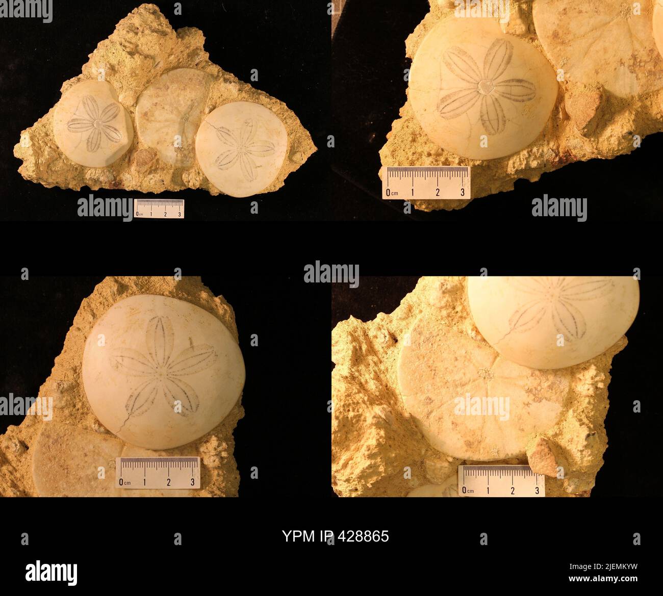 Scutella hi-res stock photography and images - Alamy