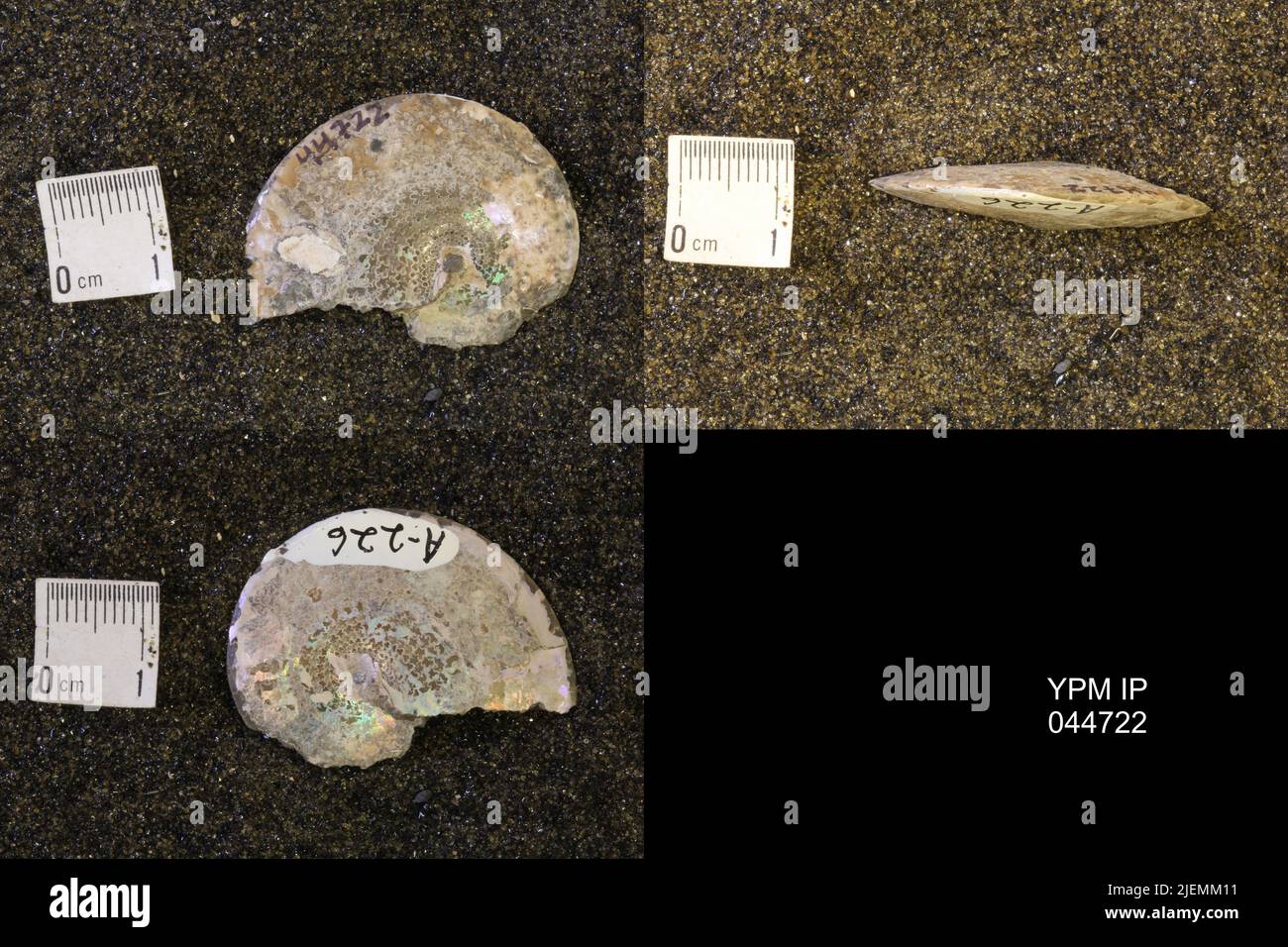 Sphenodiscus lenticularis (Owen Stock Photo - Alamy