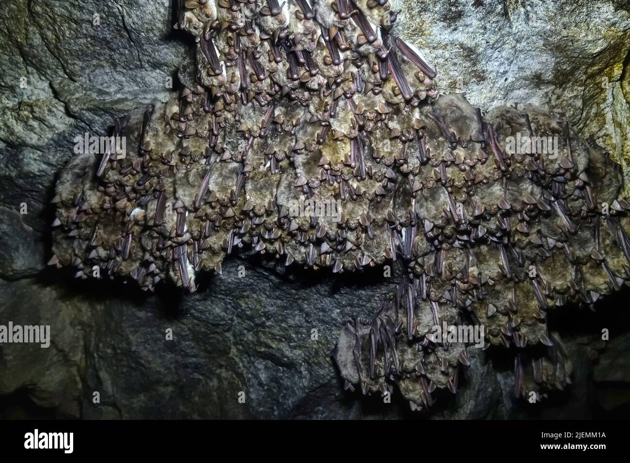 Common big eared bat hi-res stock photography and images - Alamy