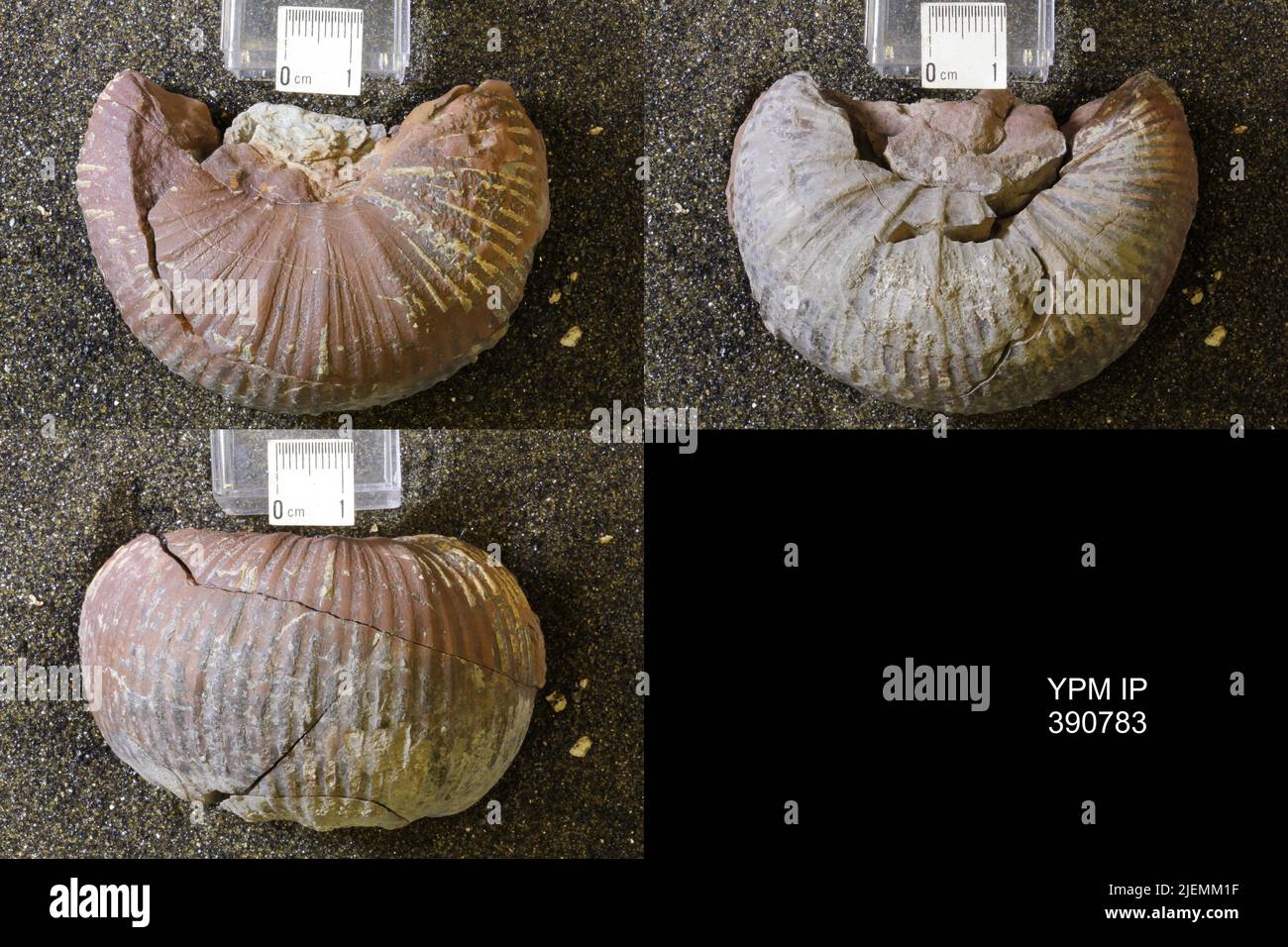 Scaphites ventricosus stantoni reeside animalia hi-res stock ...