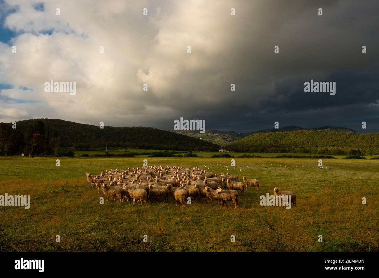 Sheep in a field below the medieval town of Roccastrada in the Maremma ...