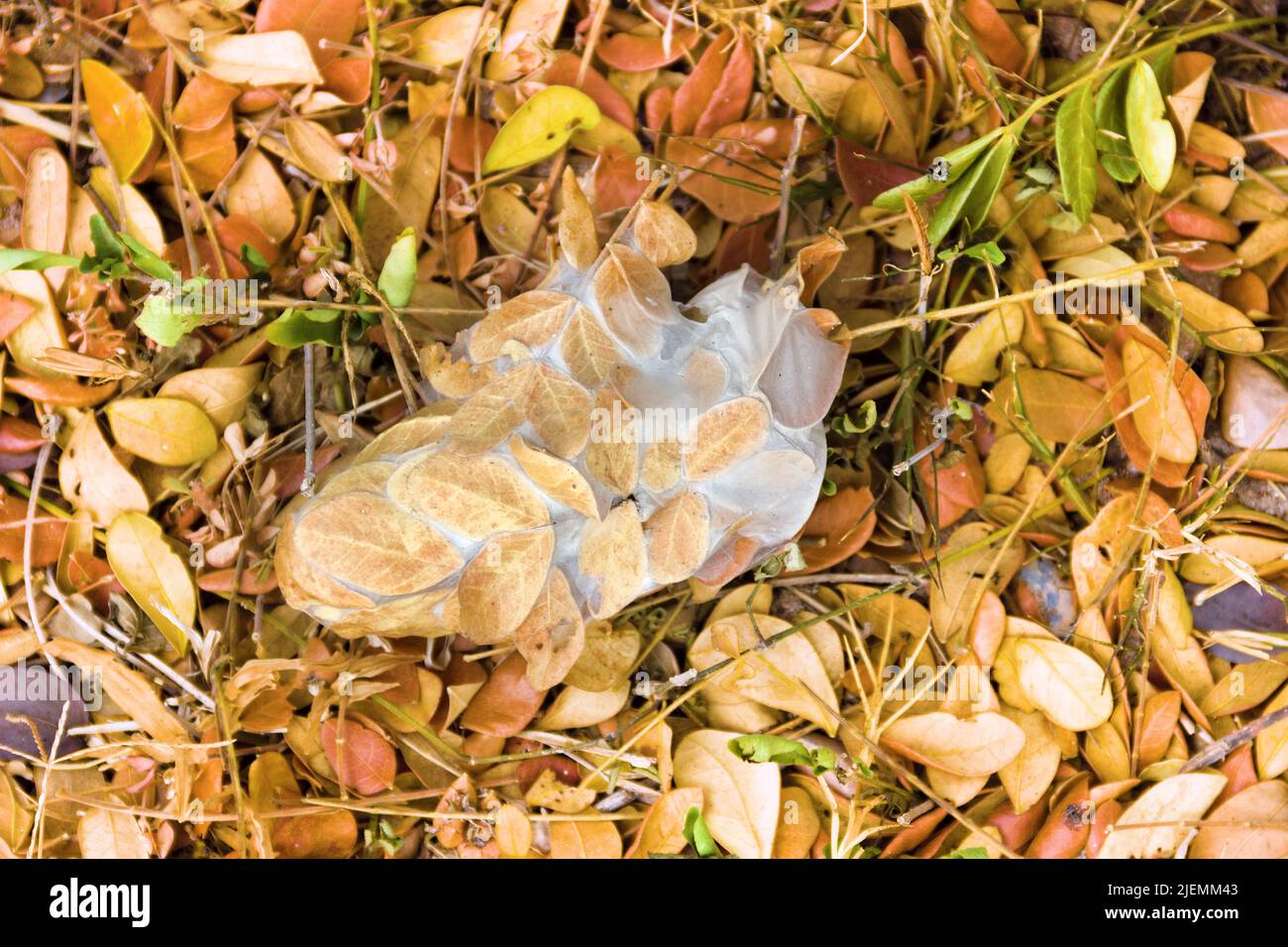 Weaver ants nest silk hi-res stock photography and images - Alamy