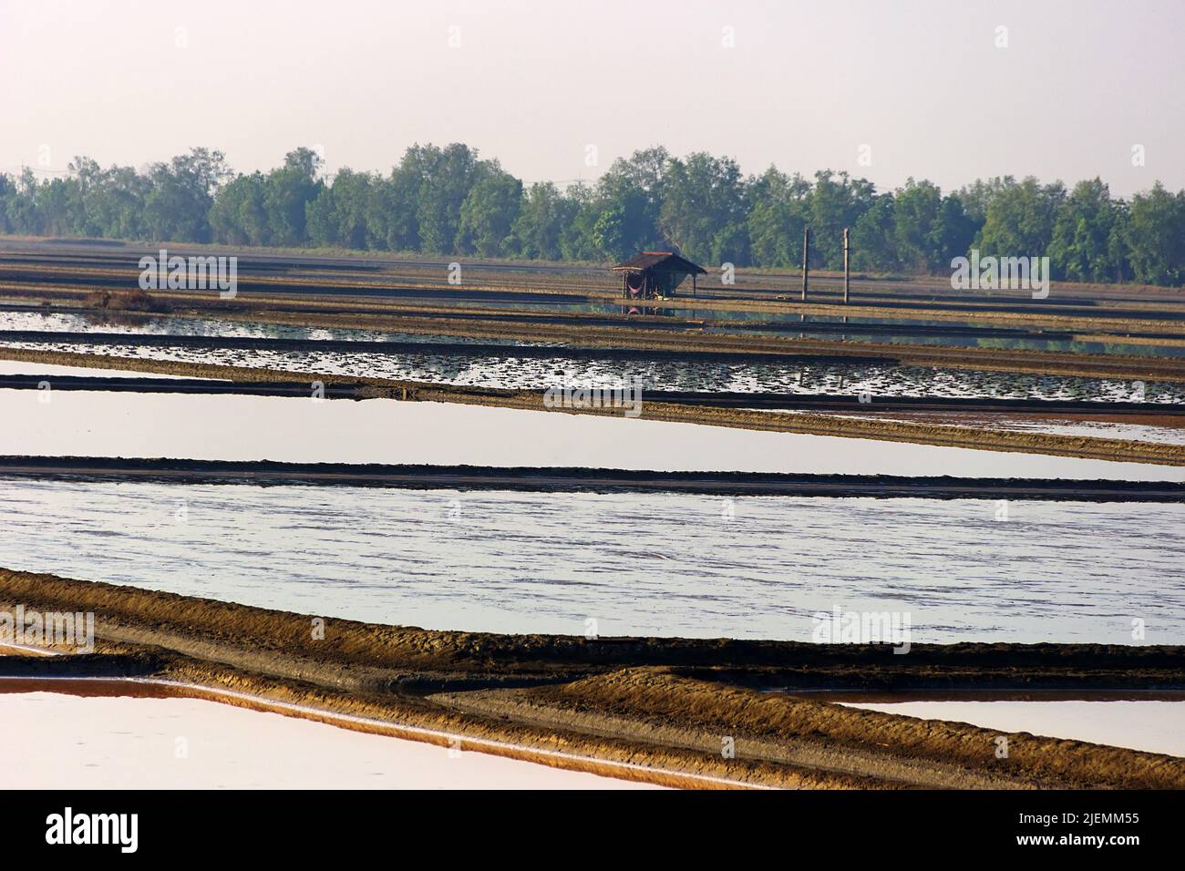 Paddy culture; rice growing: rice bay and land packer in the sowing ...