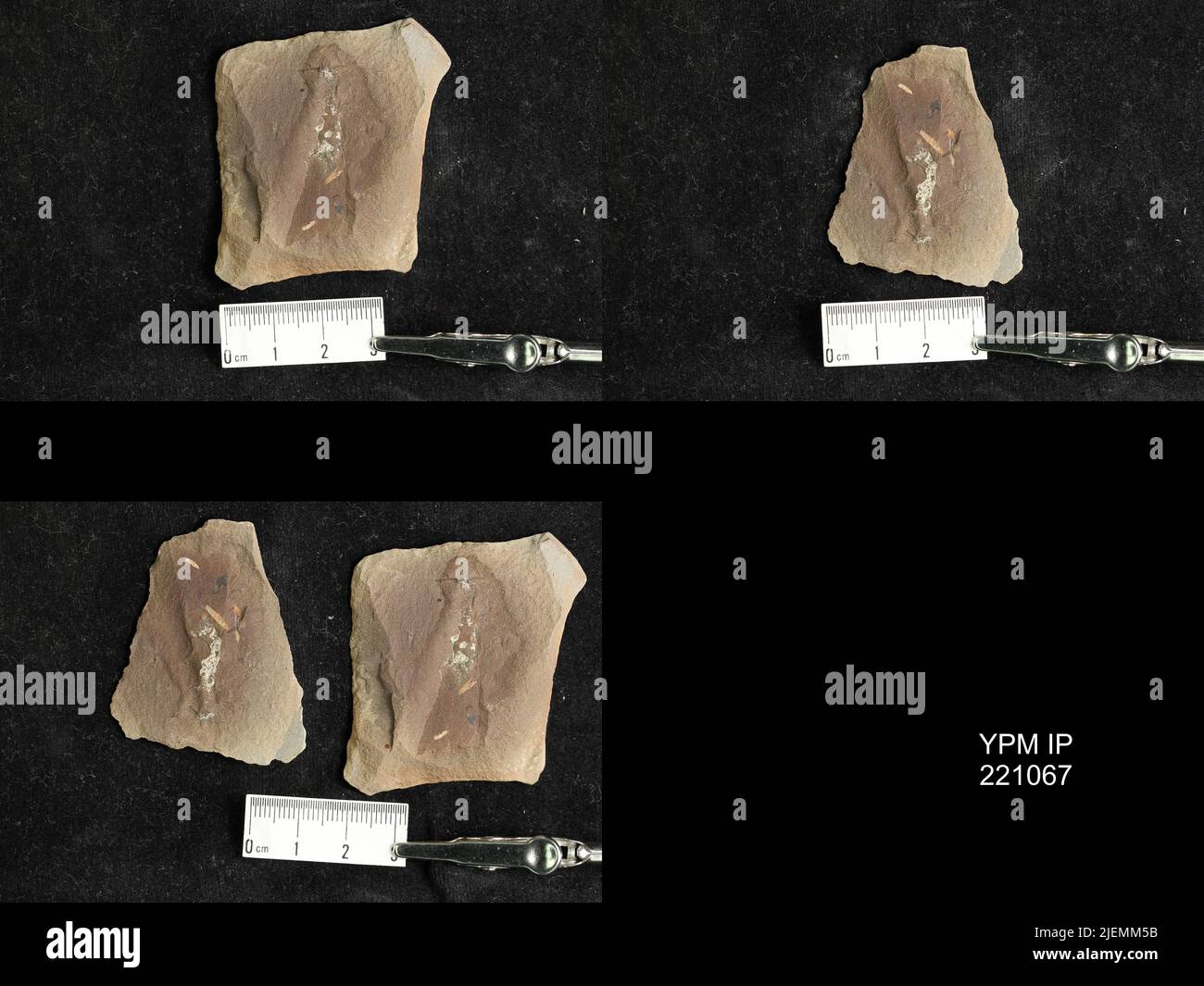 Propteticus sp scudder hi-res stock photography and images - Alamy