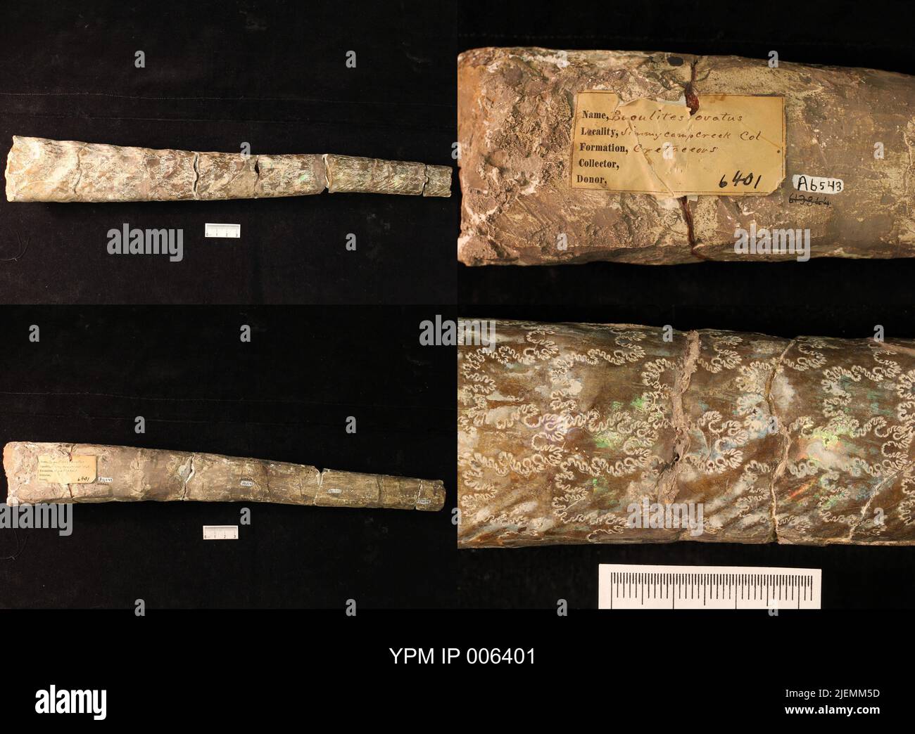 Baculites anceps hi-res stock photography and images - Alamy