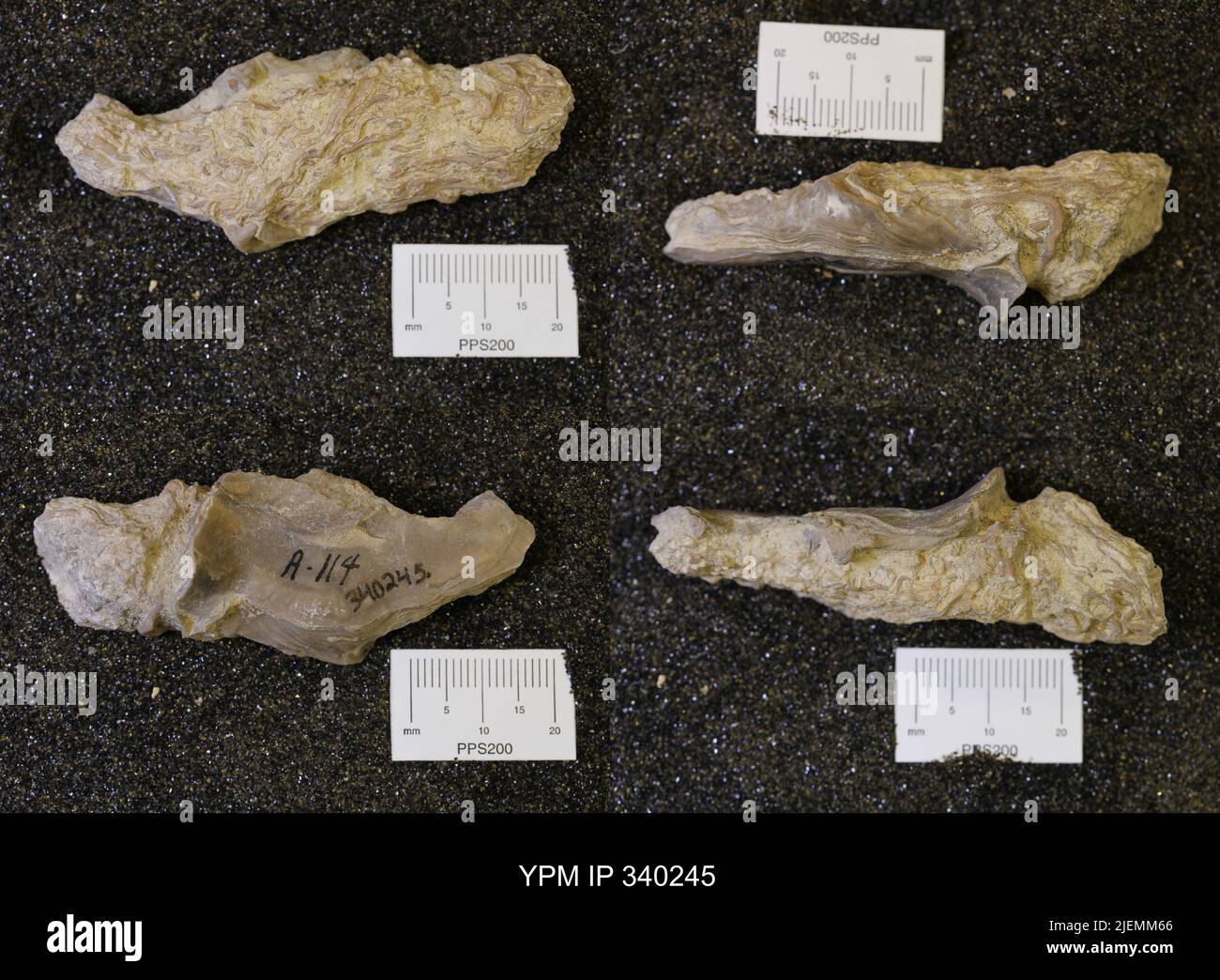 Undet serpulidae animalia hi-res stock photography and images - Alamy