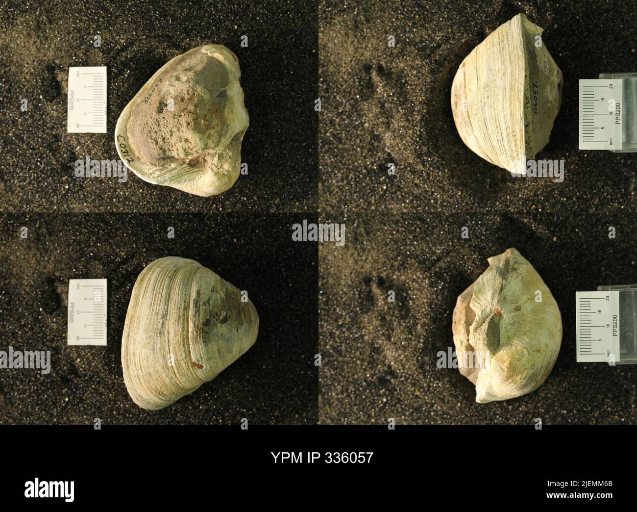 Cucullaea sp animalia hi-res stock photography and images - Alamy