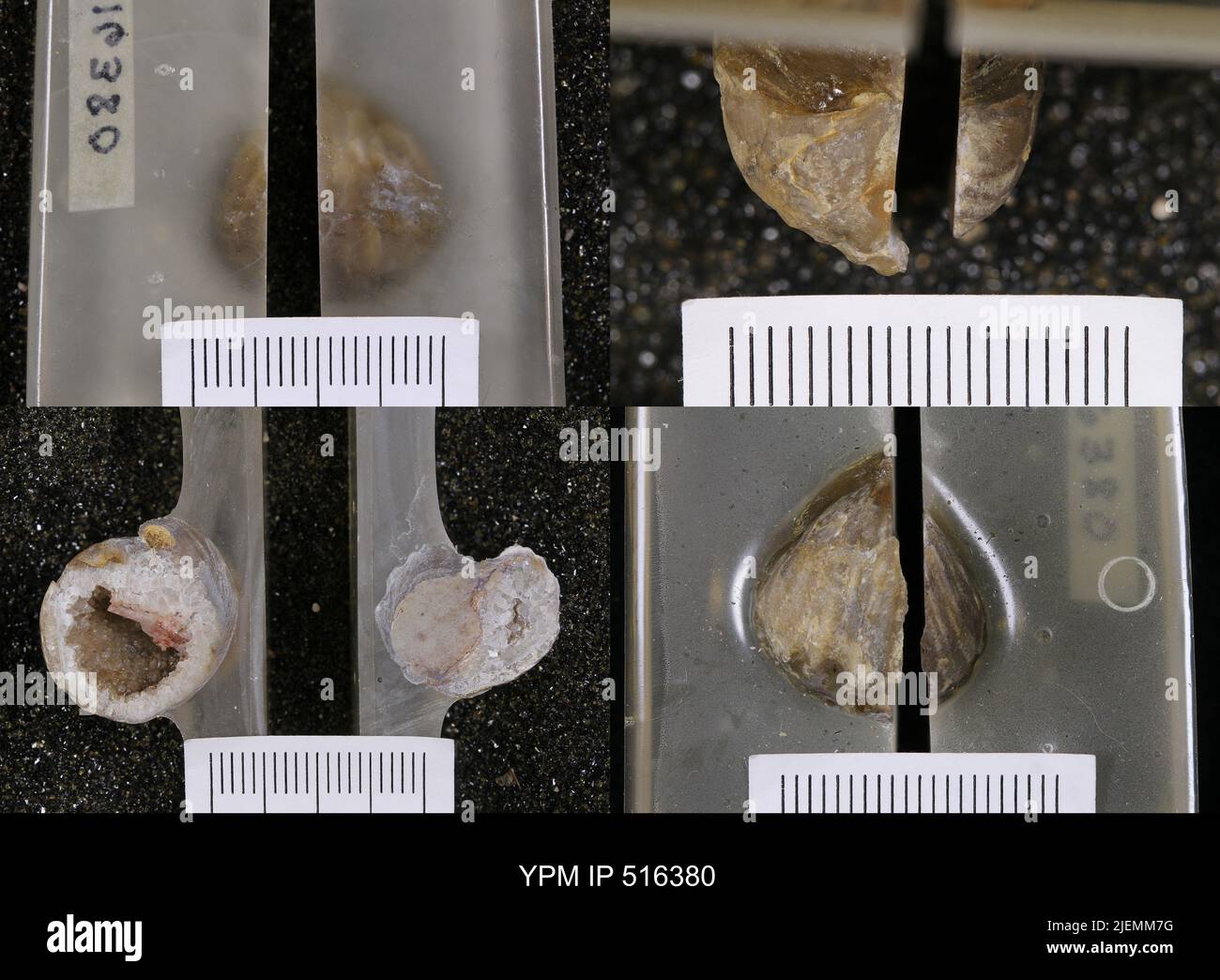 Capax hi-res stock photography and images - Alamy