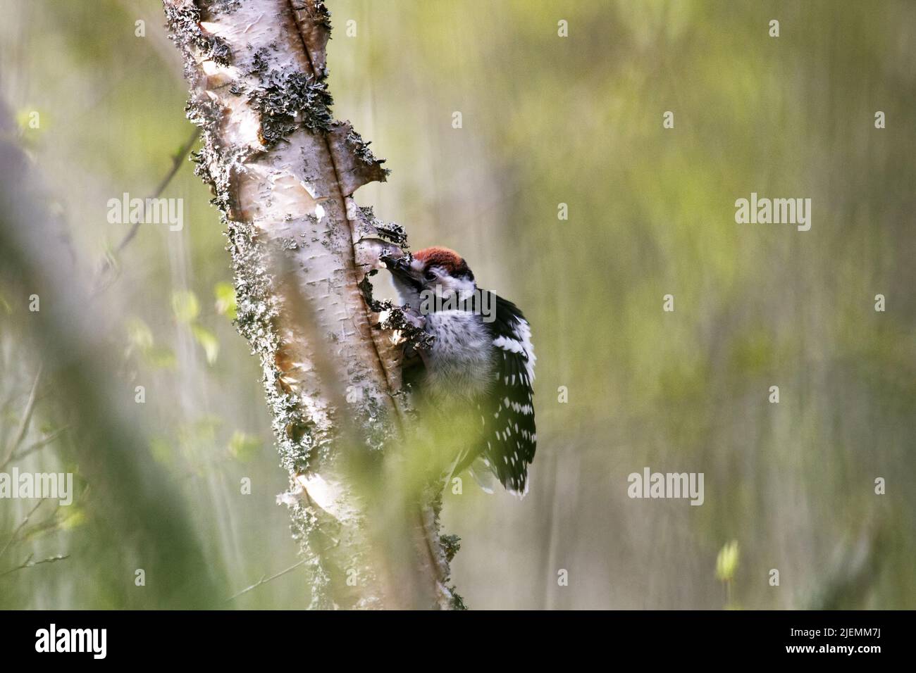 Pinhole borers hi-res stock photography and images - Alamy