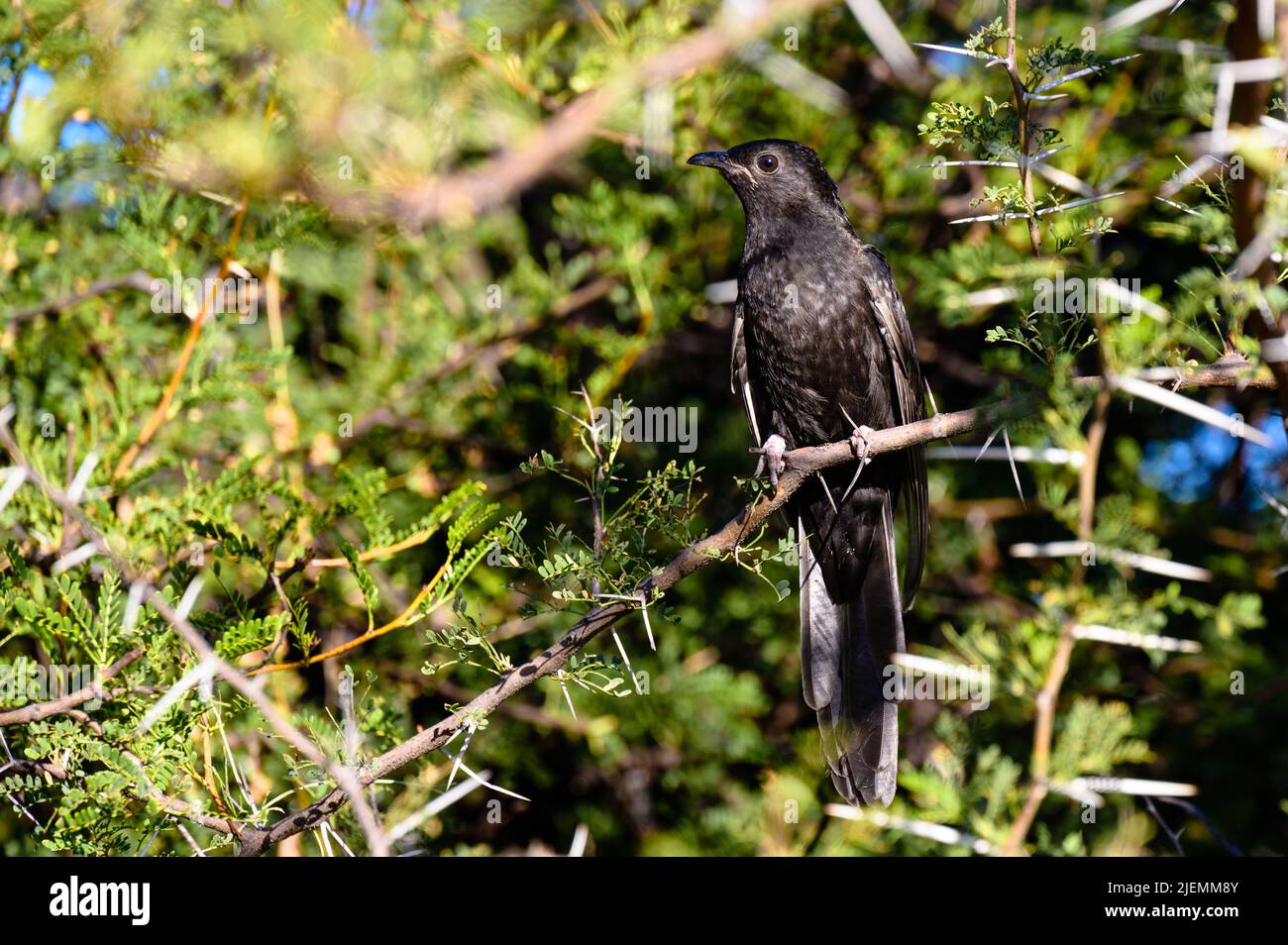 Black bird sits in a thorn bush in Namibia Africa Stock Photo - Alamy