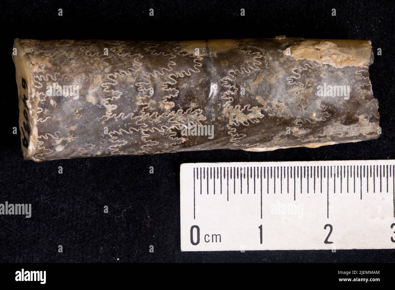 Baculites codyensis Reeside Stock Photo - Alamy