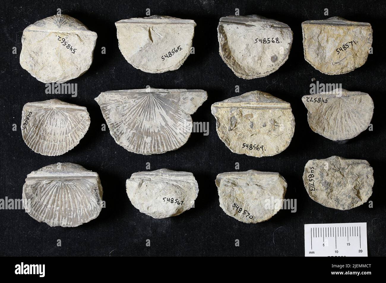 Inflexa hi-res stock photography and images - Alamy