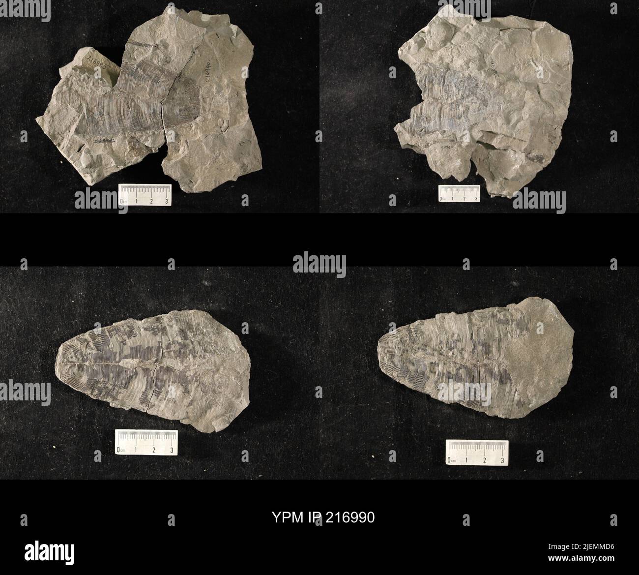 Undet scyphozoa hi-res stock photography and images - Alamy