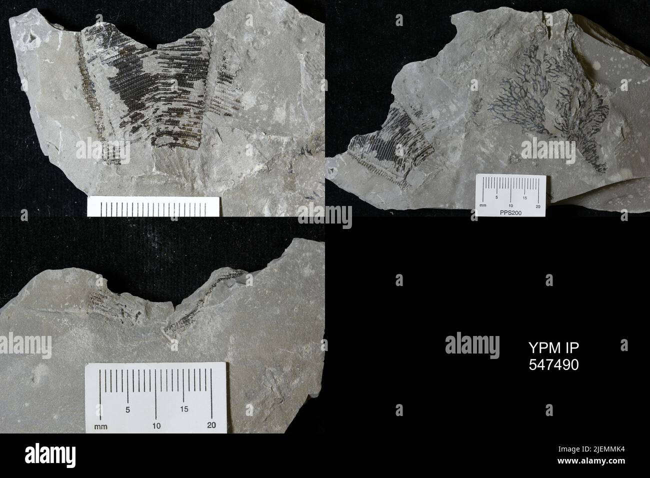 Undet scyphozoa hi-res stock photography and images - Alamy