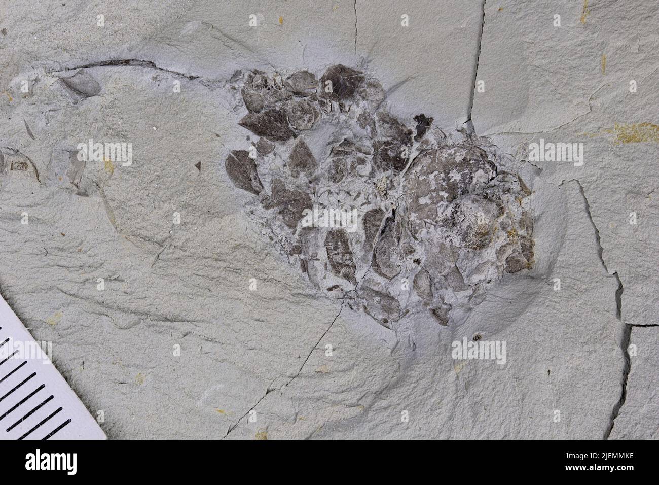Coprolite hi-res stock photography and images - Alamy