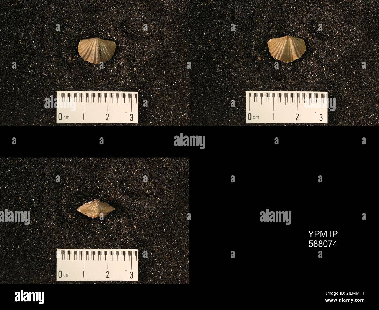 Laticostata hi-res stock photography and images - Alamy