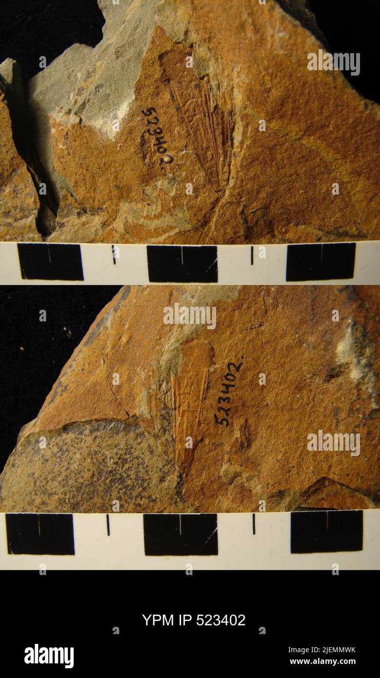 Sphenothallus sp hi-res stock photography and images - Alamy