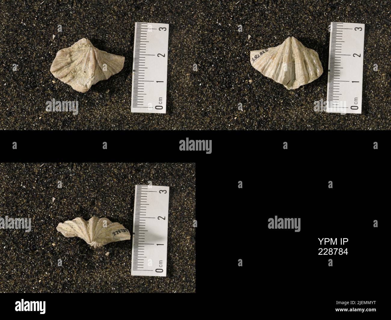 Neospirifer sp animalia hi-res stock photography and images - Alamy