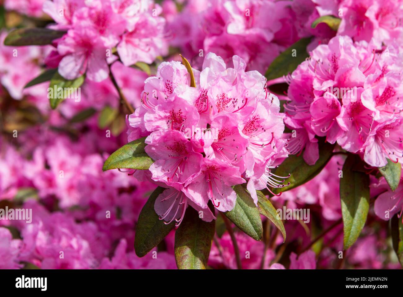 Bright pink rhododendron flowers on a bush in full bloom in Washington ...