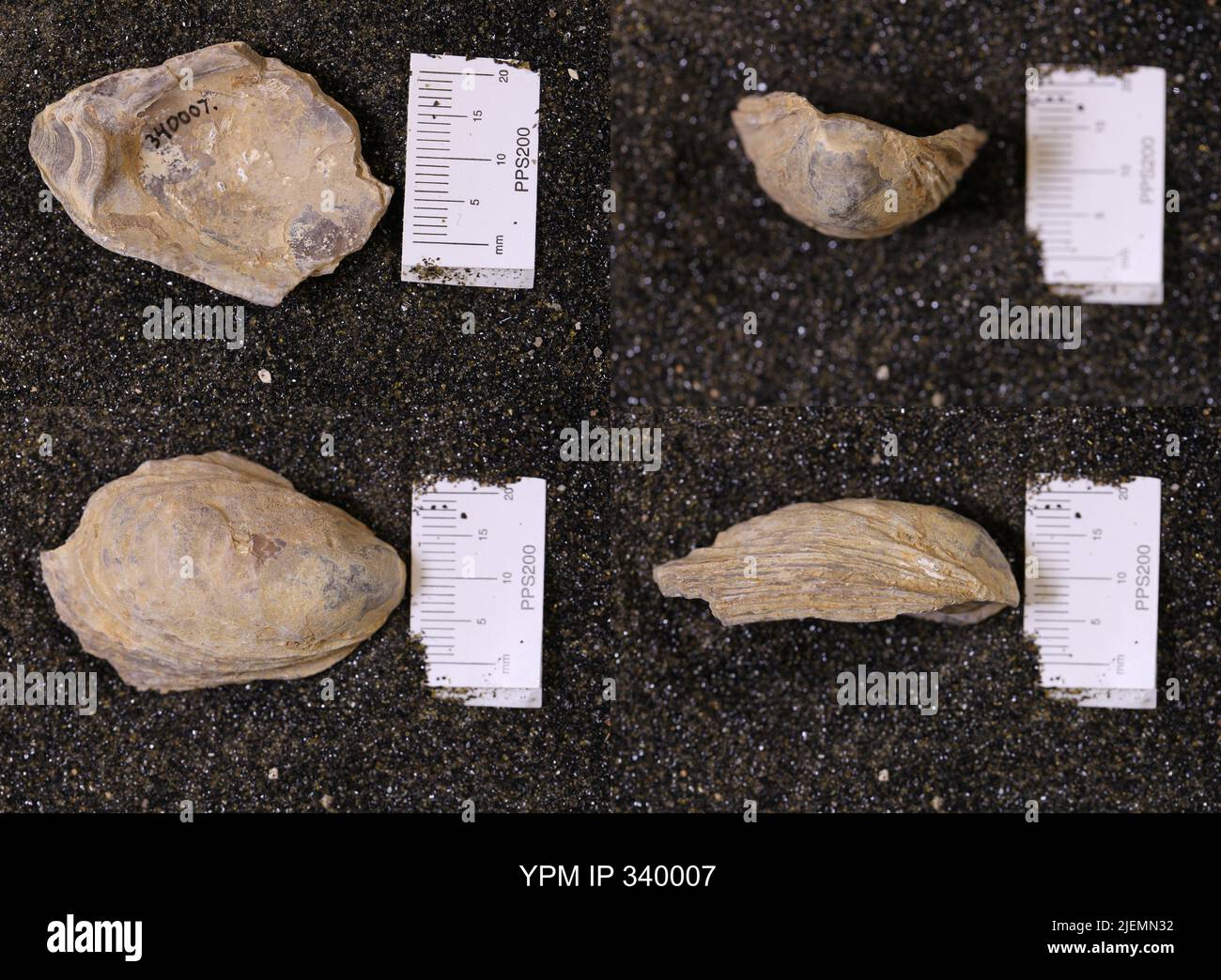 1893 animalia hi-res stock photography and images - Alamy