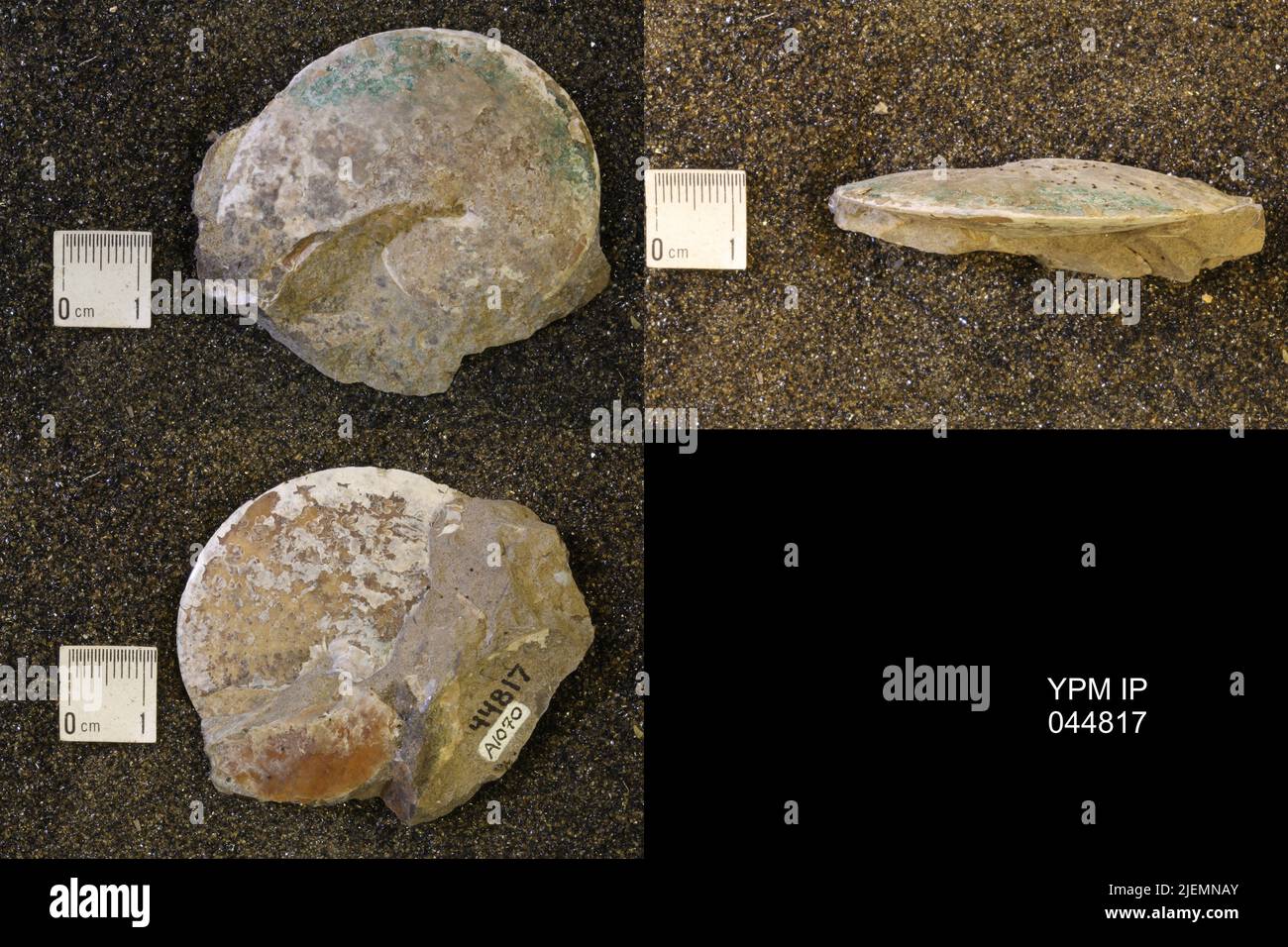 Sphenodiscus lenticularis (Owen Stock Photo - Alamy