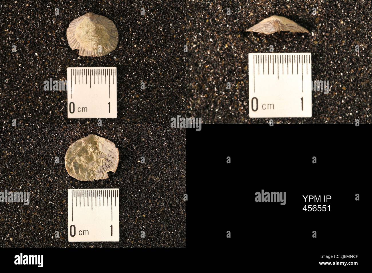 1827 animalia hi-res stock photography and images - Alamy