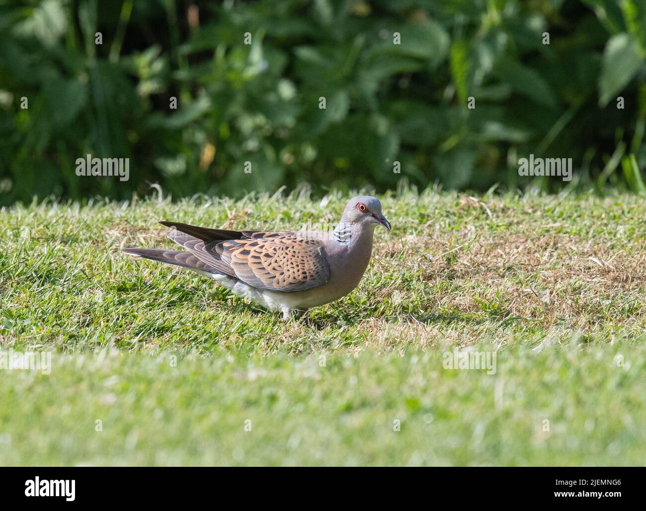 A colourful Turtle Dove , a species on the brink of extinction ...