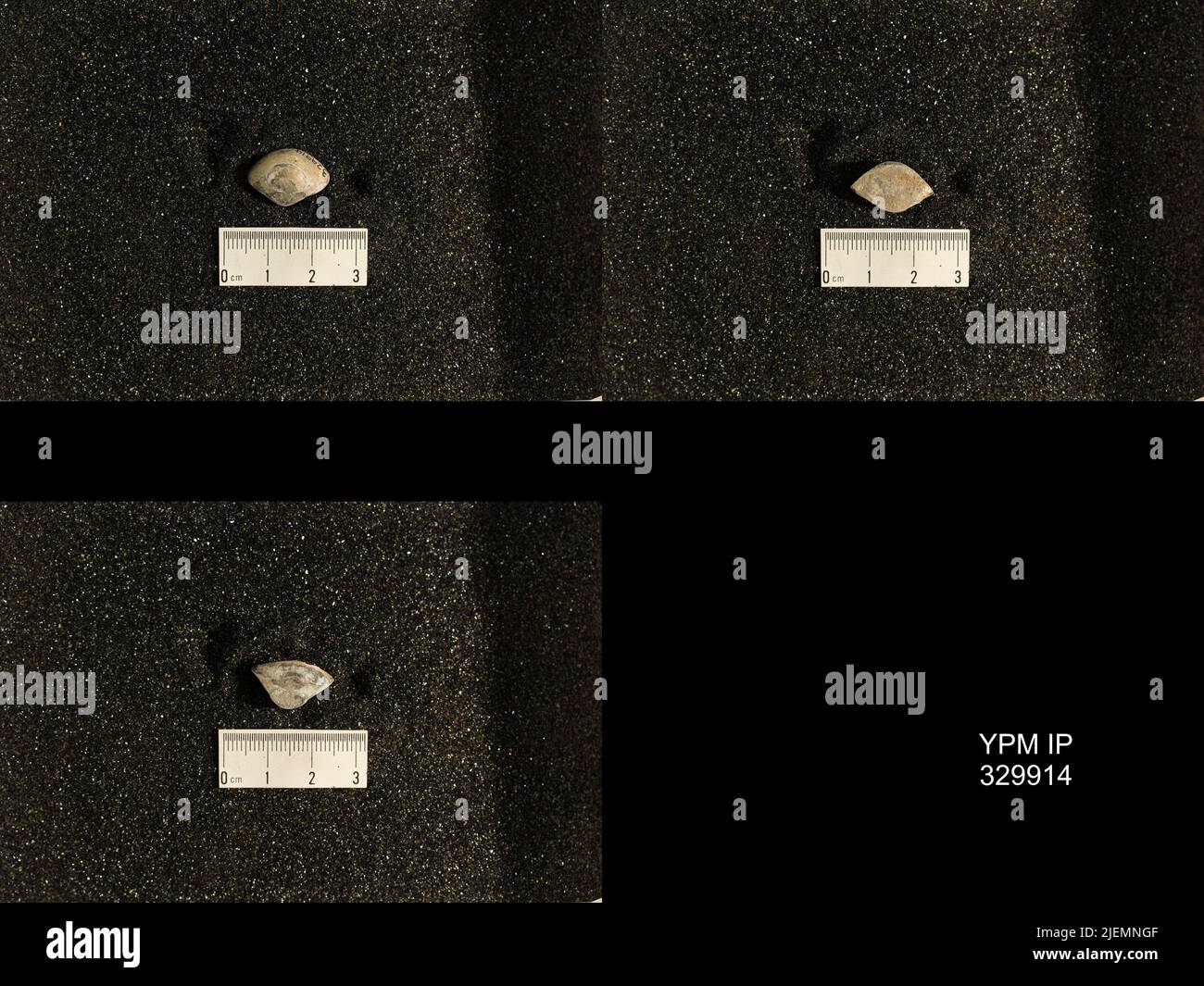 Squamularia perplexa mcchesney animalia High Resolution Stock ...