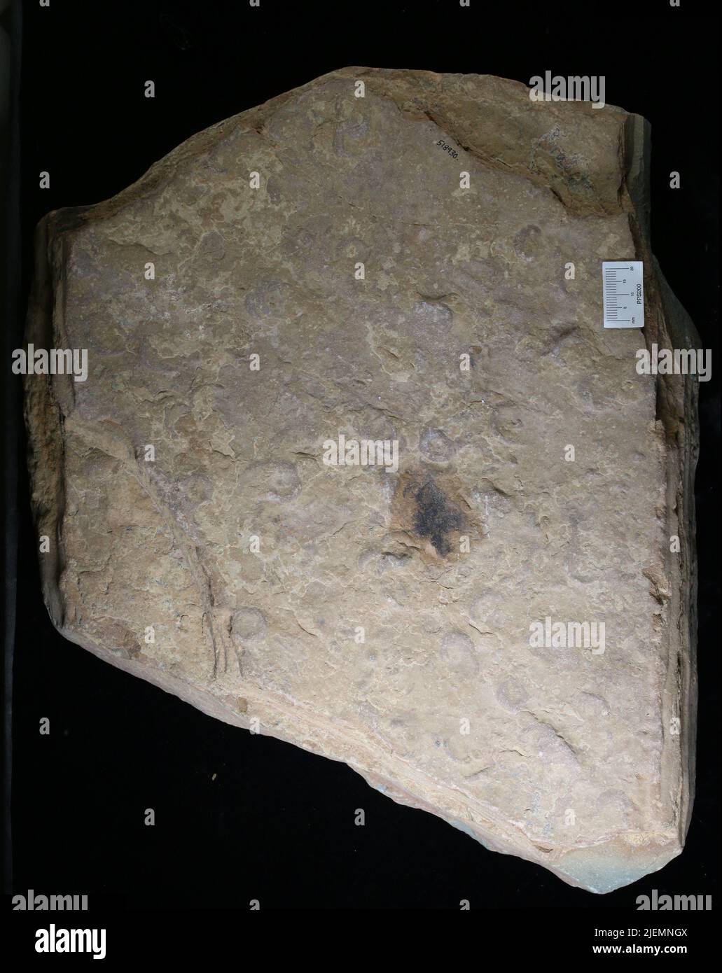 Archaeocyatha hi-res stock photography and images - Alamy