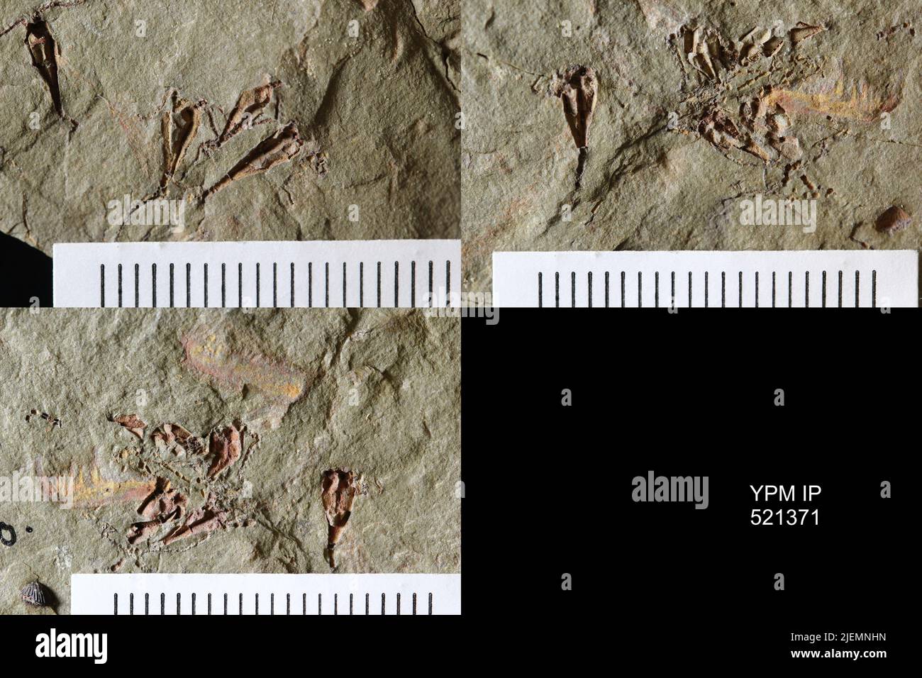 Eocrinoid hi-res stock photography and images - Alamy