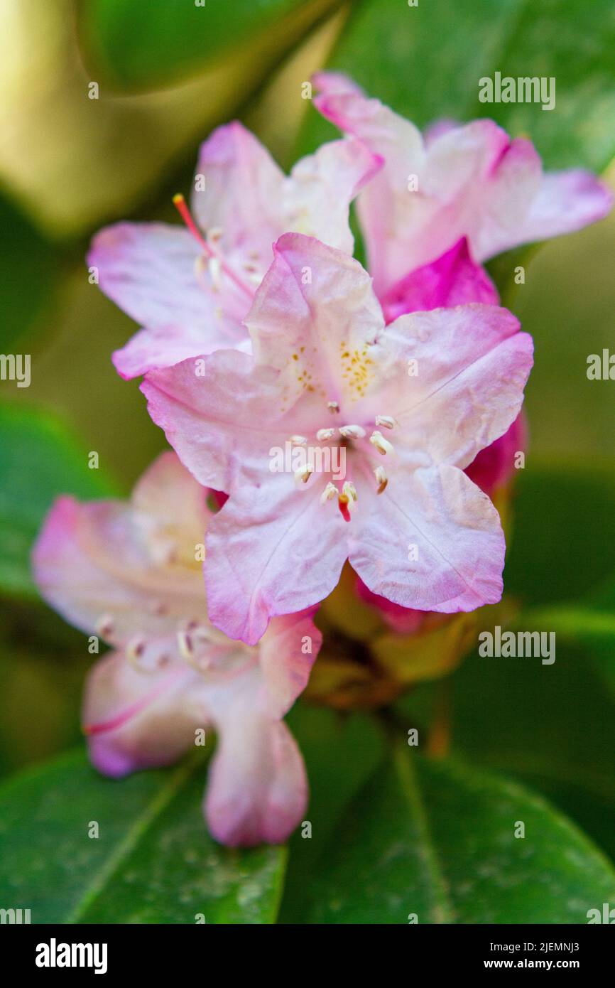 Closeup vertical image of pink and white blossom of the Pacific ...