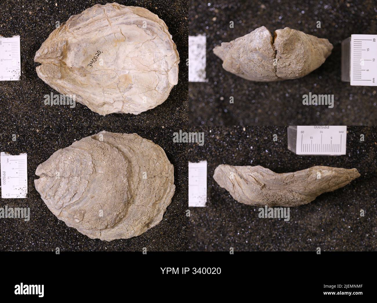 Oyster shell morphology hi-res stock photography and images - Alamy